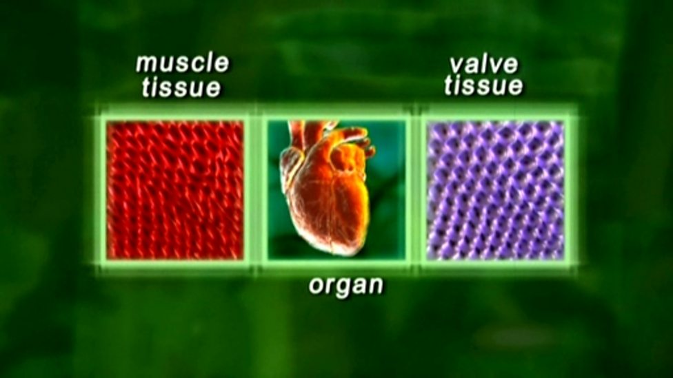 Cells - 4th level Science - BBC Bitesize Cells - 4th level Science - BBC Bitesize