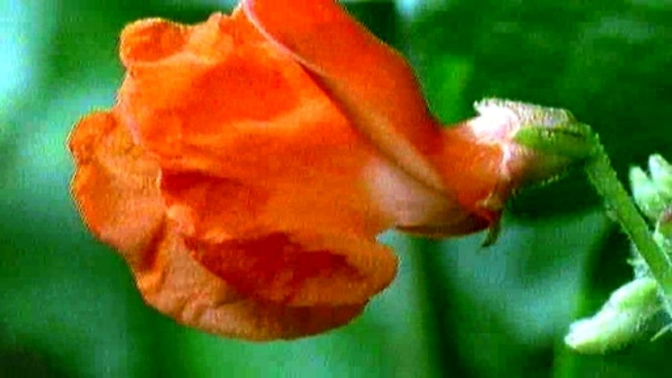 Living things - 1st level Science - BBC Bitesize