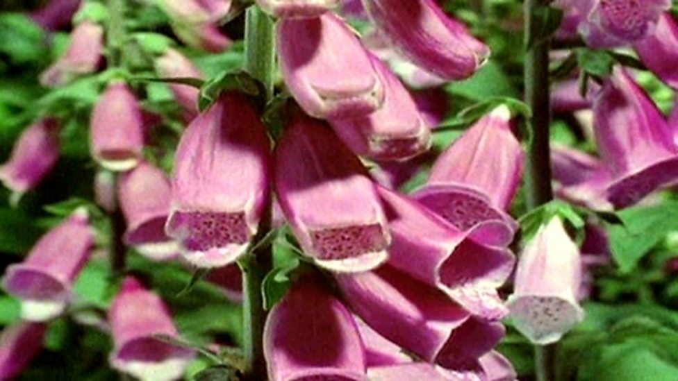 Living things - 1st level Science - BBC Bitesize