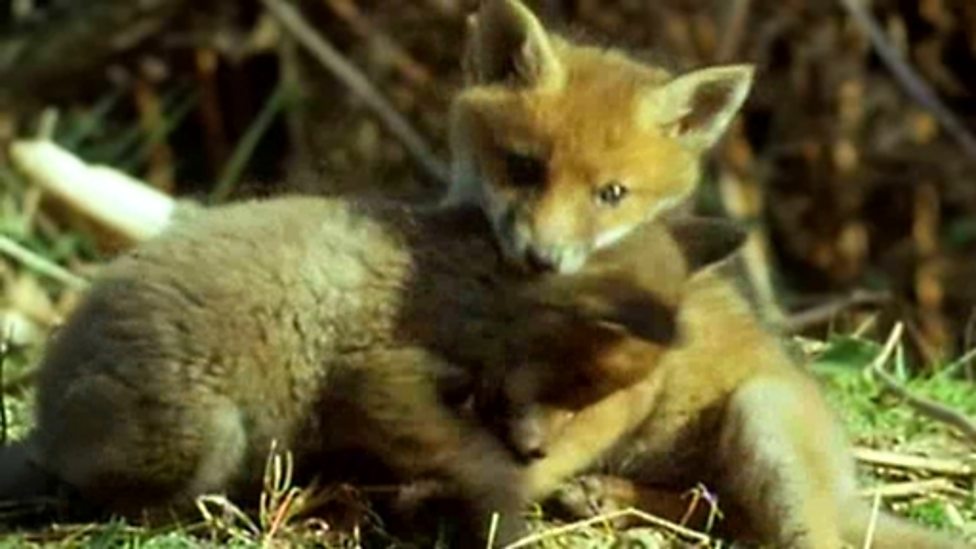 Living things - 1st level Science - BBC Bitesize