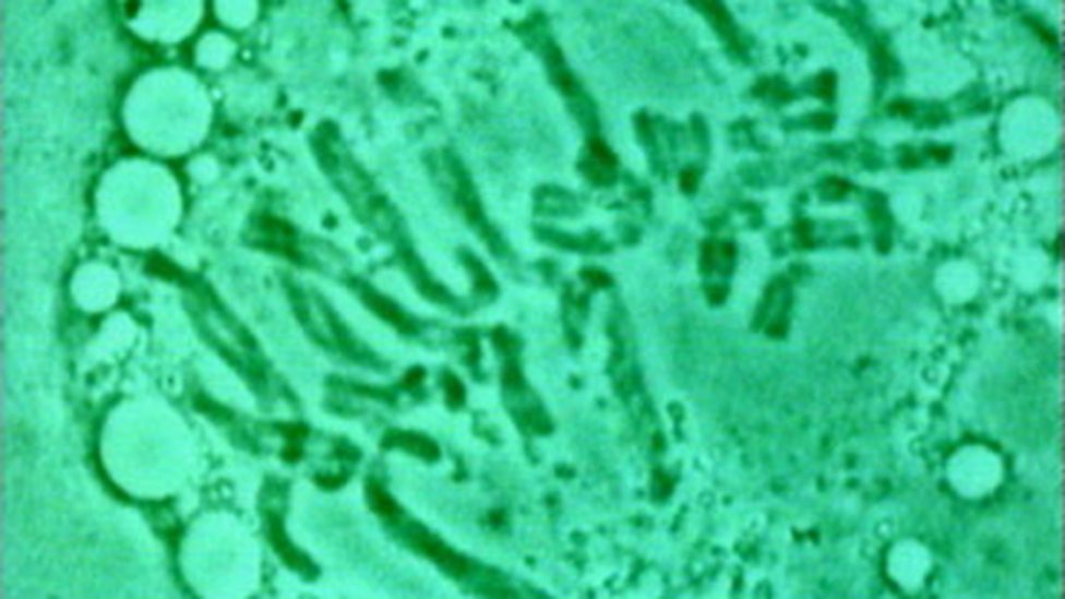 Cells - 4th level Science - BBC Bitesize Cells - 4th level Science - BBC Bitesize
