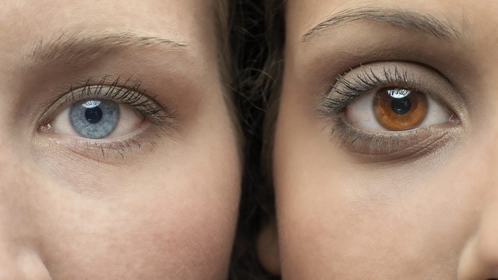 Characteristics - Genetic inheritance - 4th level Science Revision ...