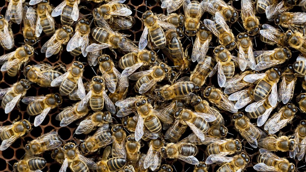 Behavioural adaptations - Revise: Learned behaviour in response to ...