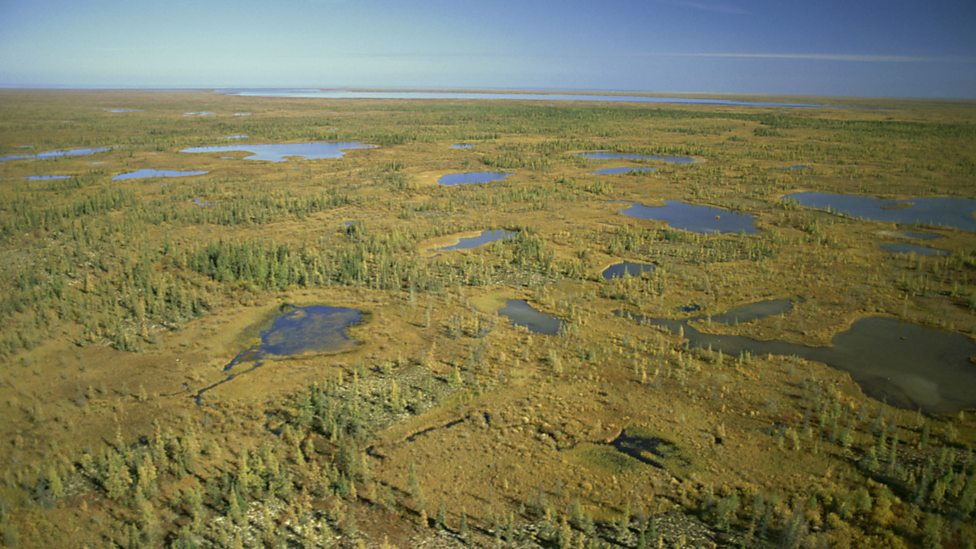 Examples of different types of biomes - Revise: Interdependency between ...