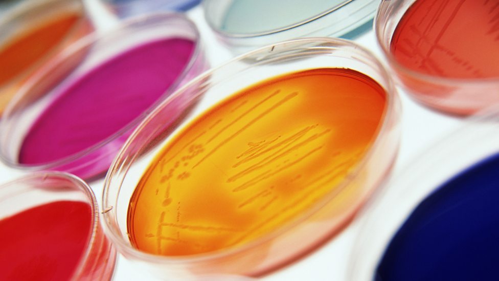 Bacterial growth in cultures - Treating, curing and preventing disease ...