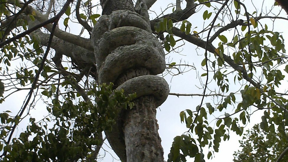 Equatorial ecosystem - Natural regions - National 5 Geography Revision ...