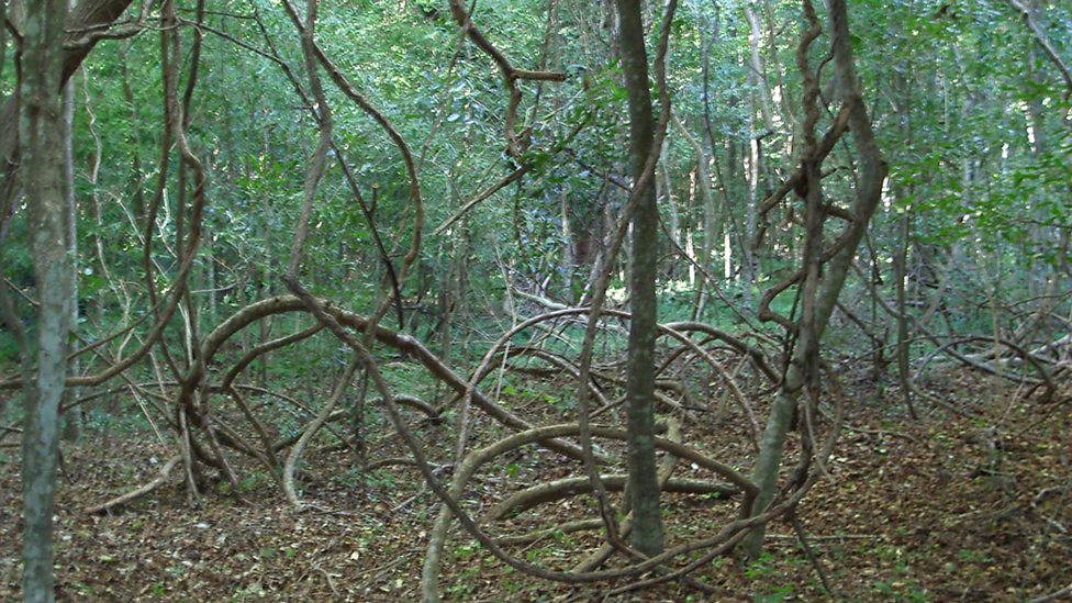 Equatorial ecosystem - Natural regions - National 5 Geography Revision ...