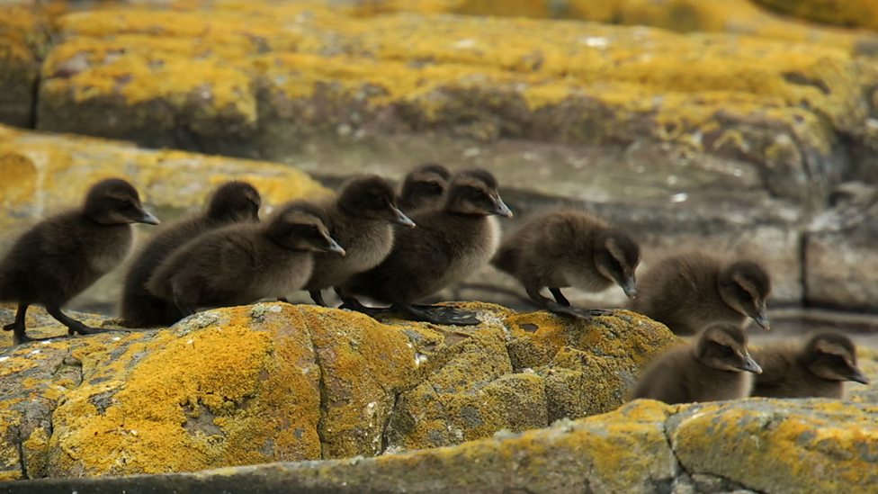 KS1 / KS2 Science: How summer affects plants and animals - BBC Teach