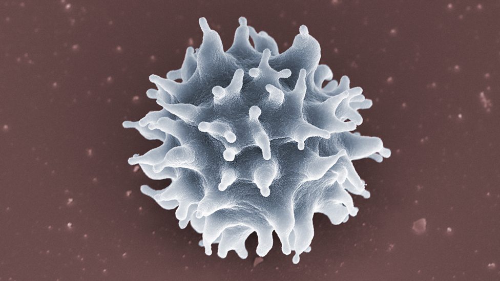 Blood - Cellular respiration and transport - Edexcel - GCSE Biology ...