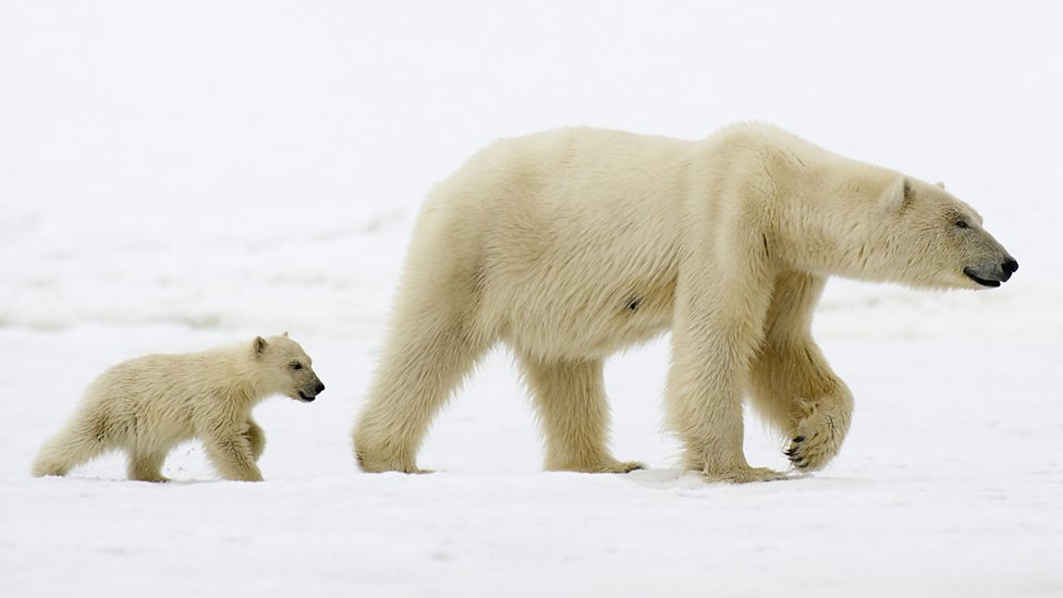 Animal adaptation to the tundra climage - Tundra regions of the world ...
