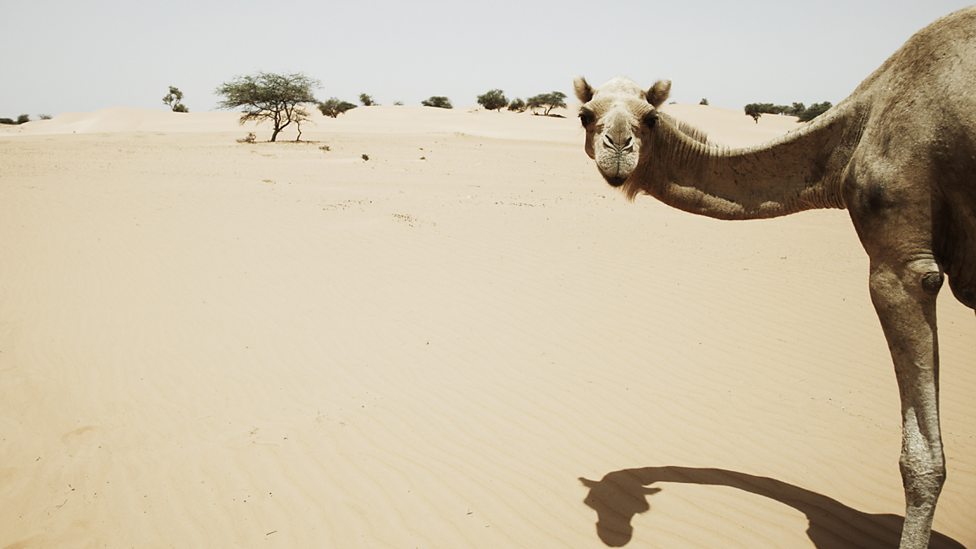 Conditions and animal adaptions - Tropical desert regions of the world ...