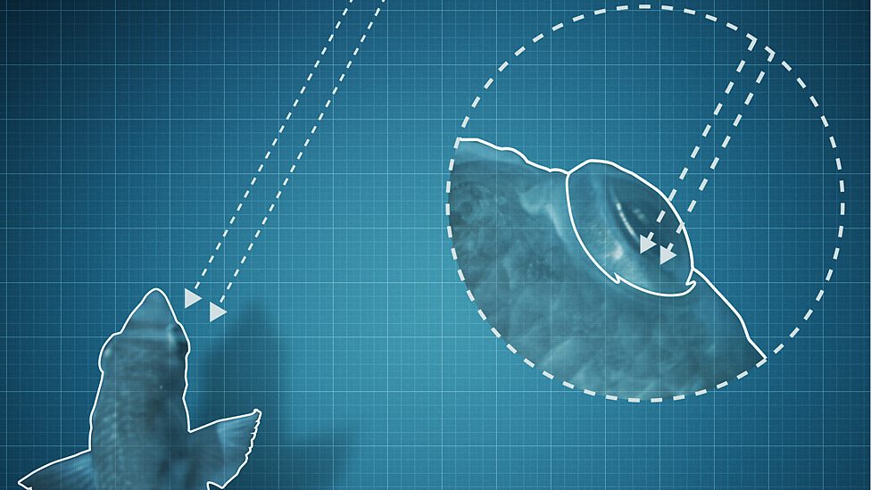 Can fish master physics? - BBC Bitesize
