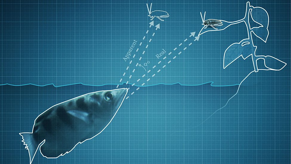 Can fish master physics? - BBC Bitesize