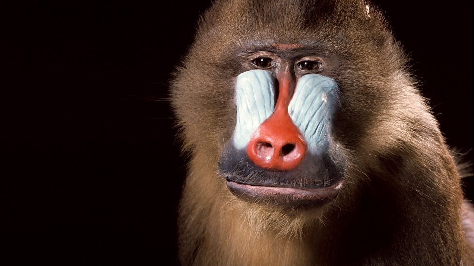Happy Mandrill Disney's Animal Kingdom Welcomes Baby Mandrill