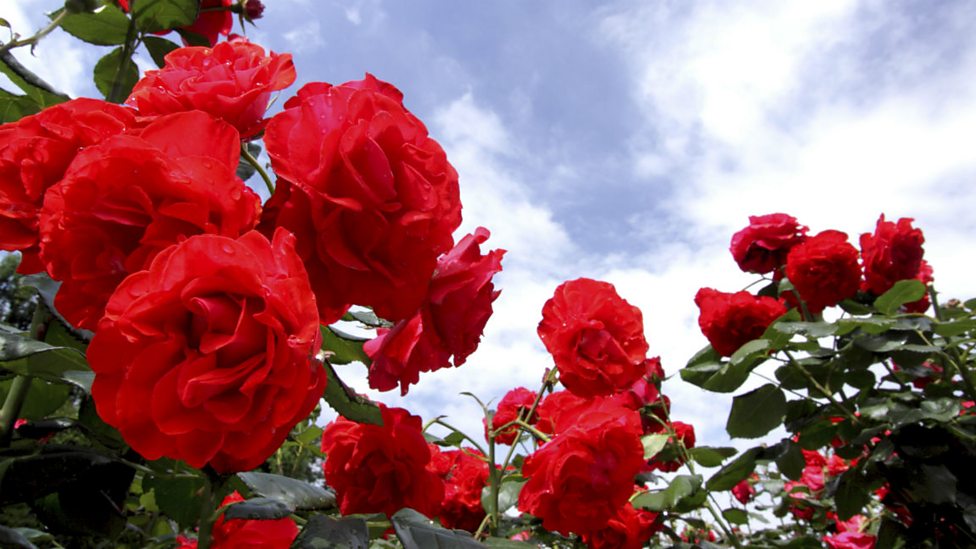 Poems - GCSE English Literature - BBC Bitesize