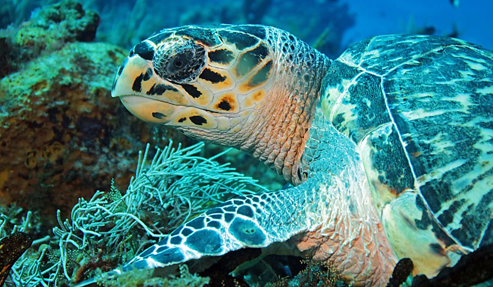 BBC Learning English - Course: intermediate / Unit 17 / Session 3 ...