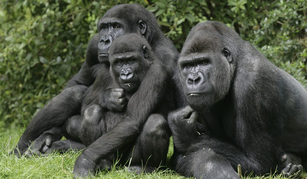 BBC Learning English - Course: intermediate / Unit 17 / Session 3 ...