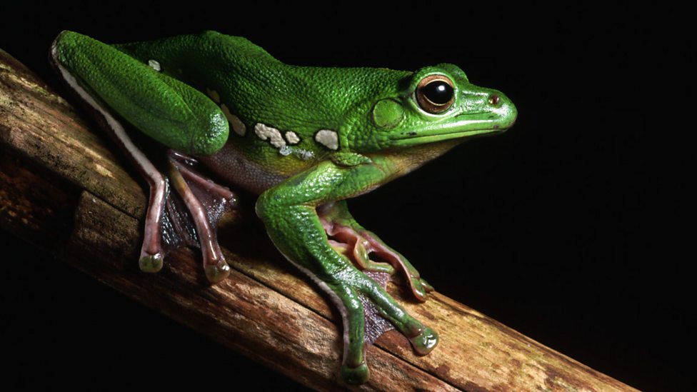Wildlife adaptations to ecosystem - Tropical rainforests - OCR - GCSE ...