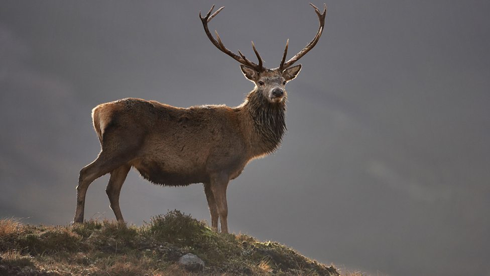 Plot in depth - The Stag - Plot - Higher English Revision - BBC Bitesize