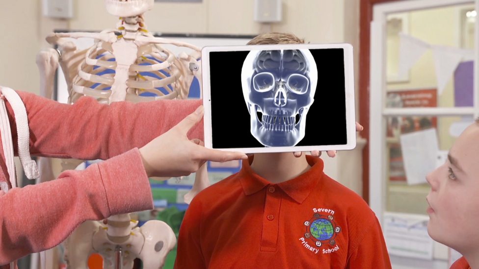 KS2 Science: How the human body grows - BBC Bitesize
