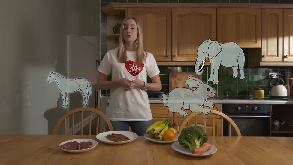 KS2 Science: Respiration - how is oxygen transported round the body ...