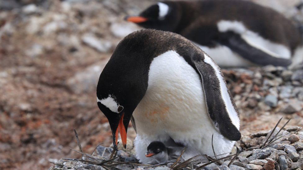 How climate change is affecting penguins and their habitat - BBC Teach