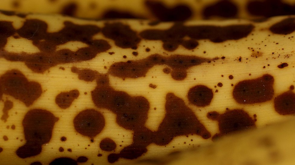 Why do some foods taste horrible? - BBC Teach