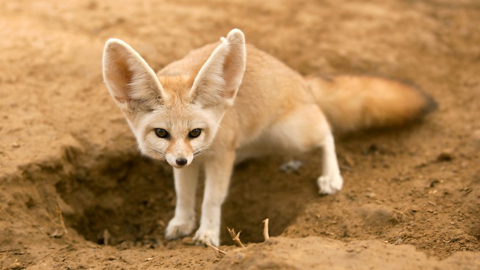 Morphological and behavioural adaptations - Classification and ...