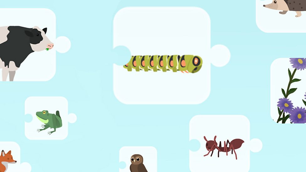 Living things and their habitats - KS1 Science - BBC Bitesize