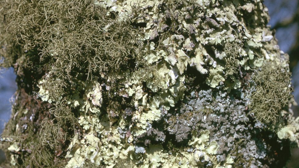 TGAU Bioleg - BBC Bitesize