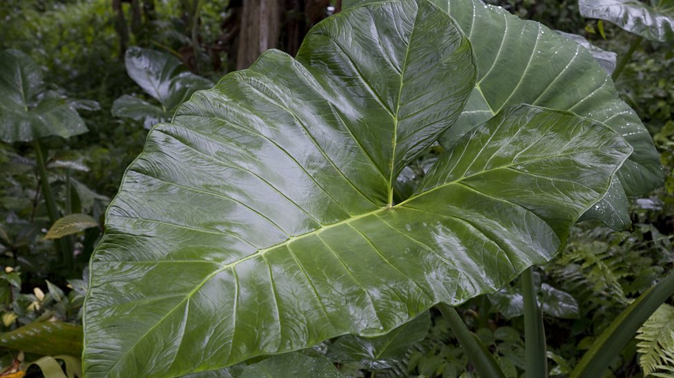 The human body - Staying alive - GCSE Biology (Single Science) - BBC ...