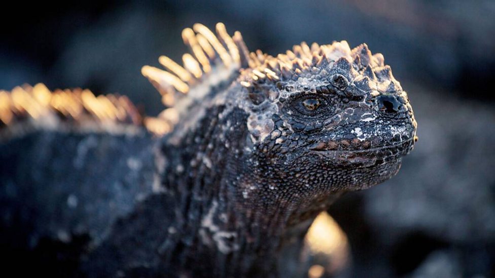 The incredible shrinking sea lizards - BBC Three