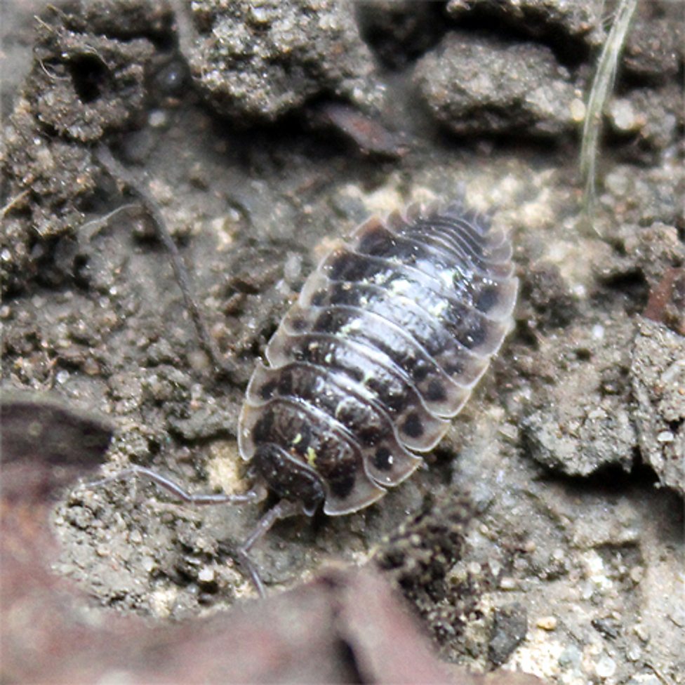 Trees: Additional resources - BBC Teach