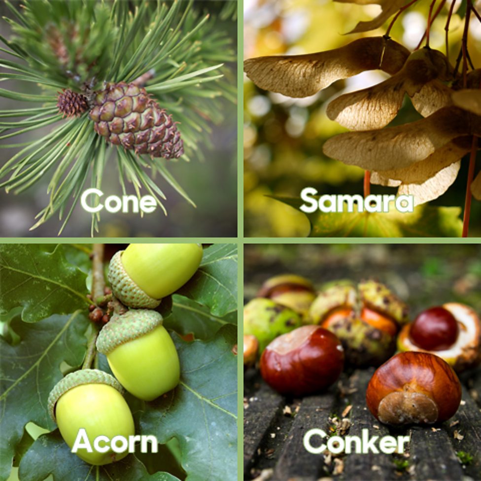 Trees: Additional resources - BBC Teach