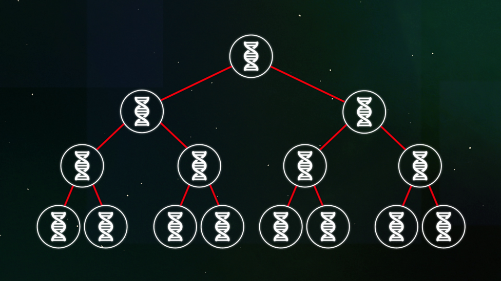 Inheritance - 4th level Science - BBC Bitesize Inheritance - 4th level Science - BBC Bitesize