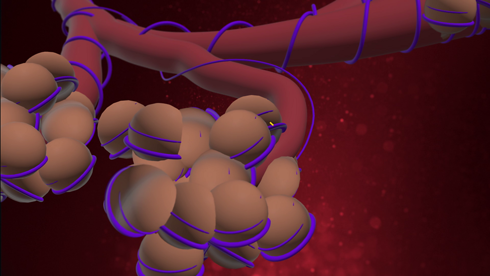 Multicellular organisms - National 5 Biology - BBC Bitesize