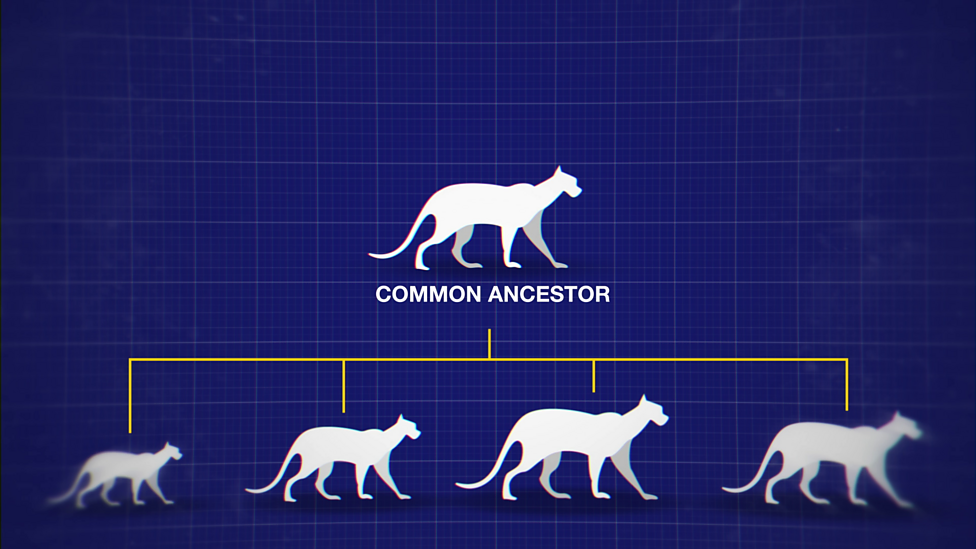National 5 Biology questions - Evolution of species - National 5 ...