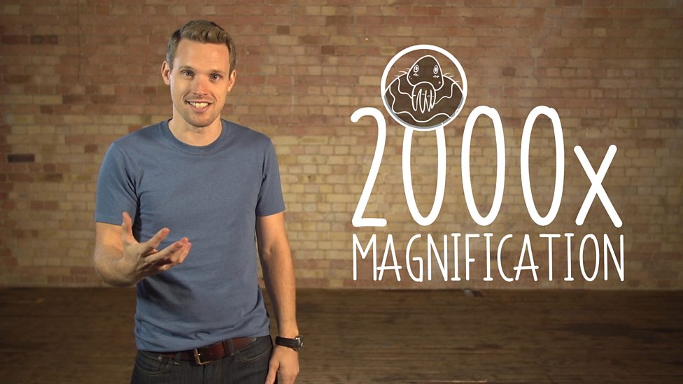 Key concepts in Biology - GCSE Combined Science - BBC Bitesize