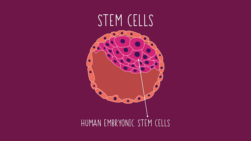 Cell biology - GCSE Biology (Single Science) - BBC Bitesize