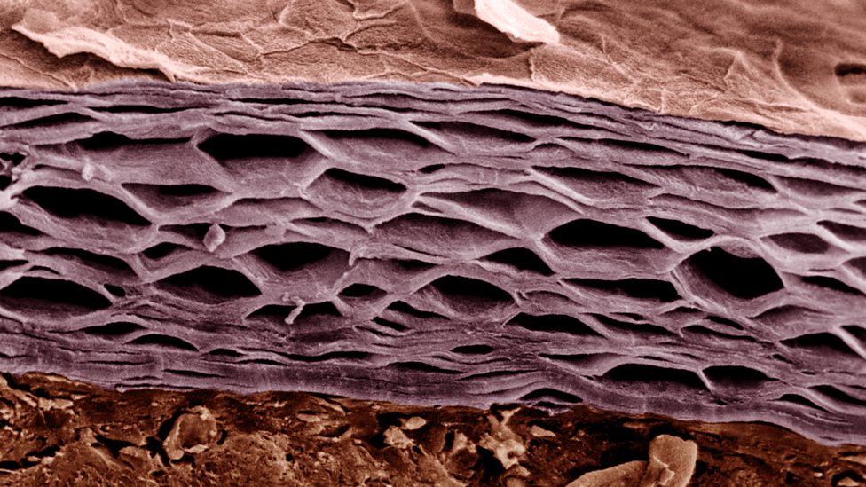 TGAU Bioleg - BBC Bitesize