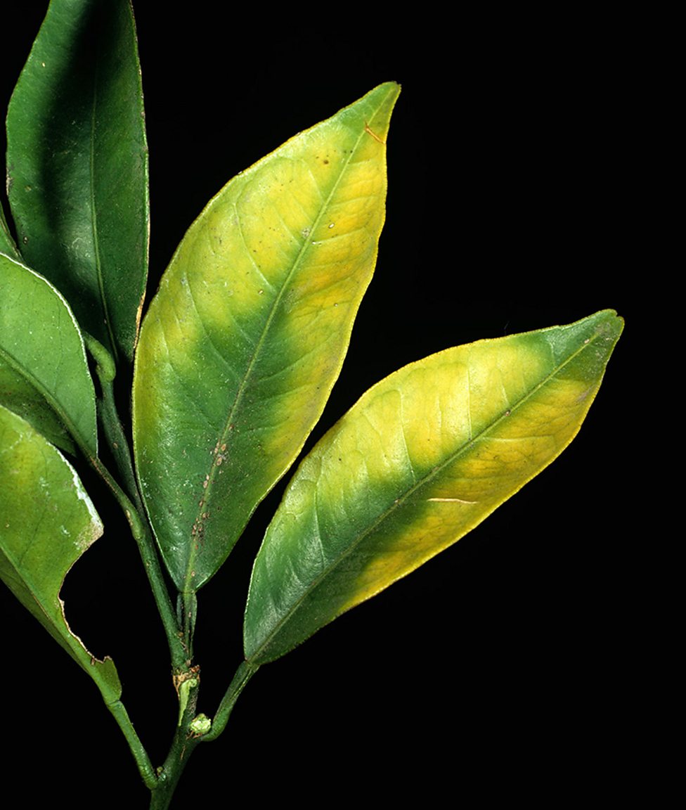 Mineral ion deficiencies - Plant disease - OCR Gateway - GCSE Biology ...