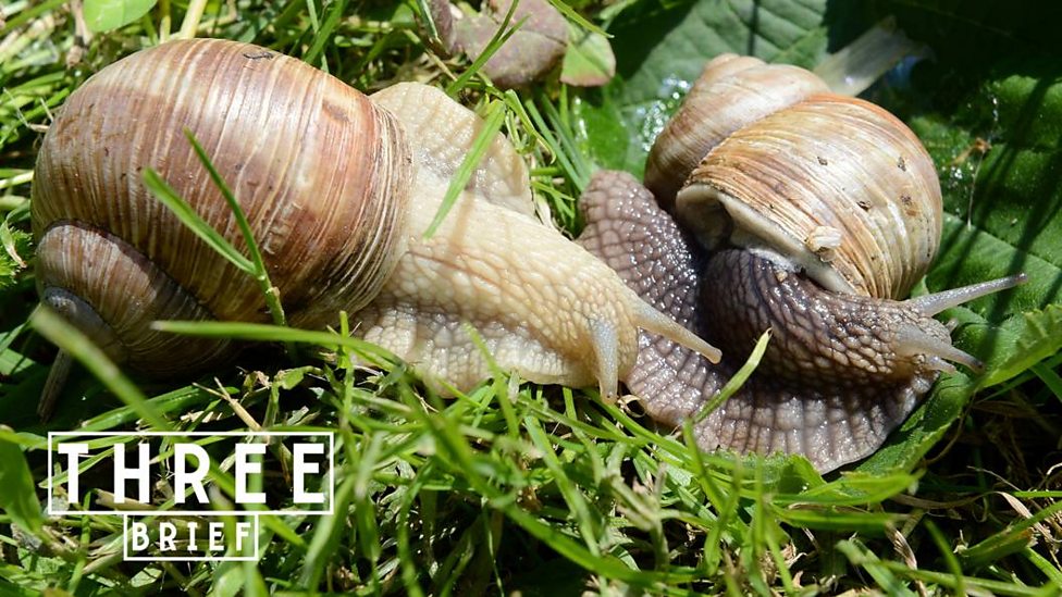 This artist's spent 20 years photographing snail trails and it's been ...