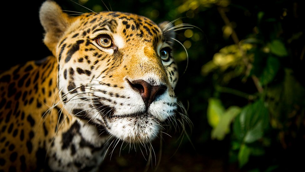 What are cells? KS3 Biology - CCEA - BBC Bitesize