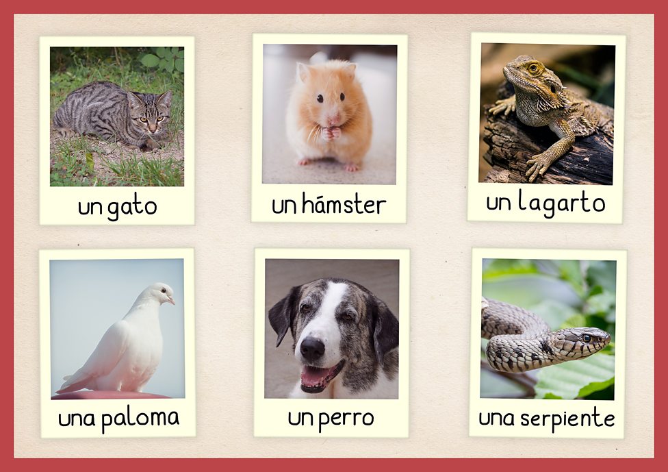 KS2 Spanish - 1: ¡Hola! ¿Qué hay? (Hello! How are you?) - BBC Teach