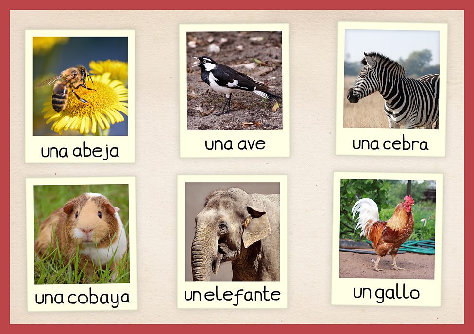 KS2 Spanish - 3: Al zoo (At the zoo) - BBC Teach