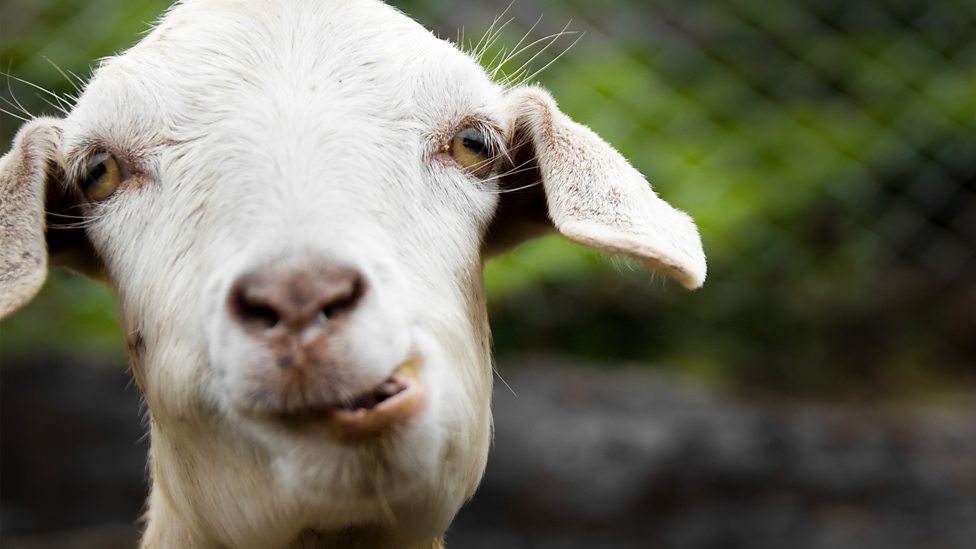 What is the role of genetic engineering in GCSE Biology? - BBC Bitesize