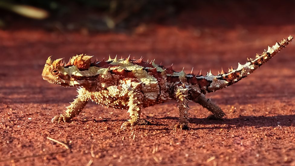 What are variation and natural selection in GCSE Biology? - BBC Bitesize