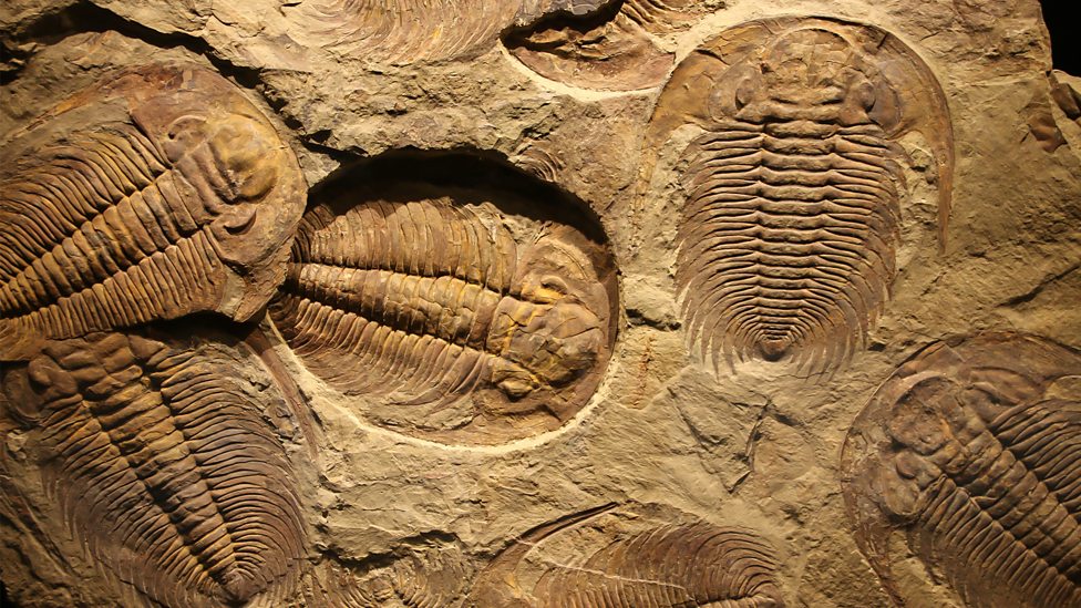 Evolution - Variation and adaptation (CCEA) - GCSE Combined Science ...