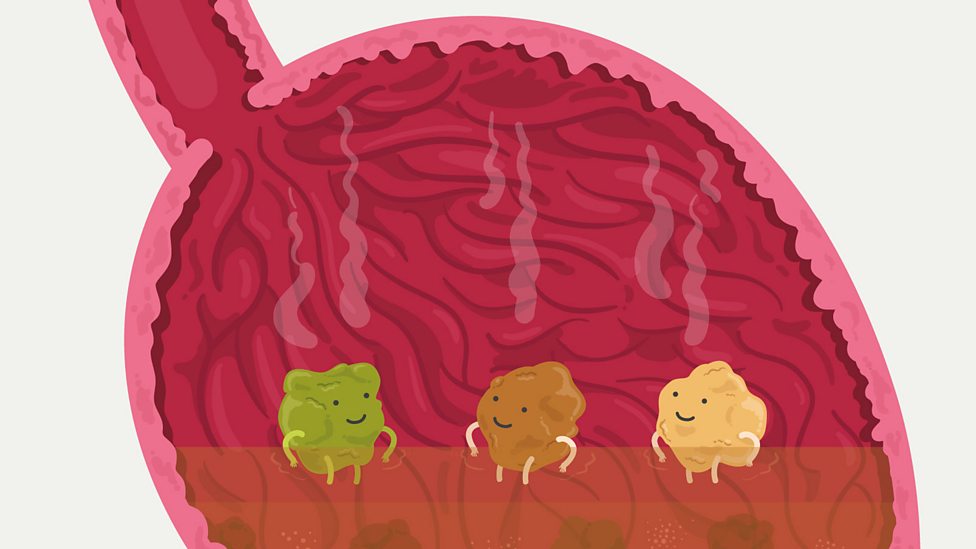 What happens in your stomach? - BBC Bitesize