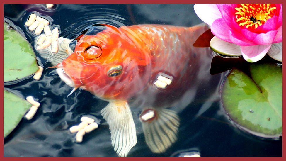 Gallery - Caring for our pets - BBC Teach